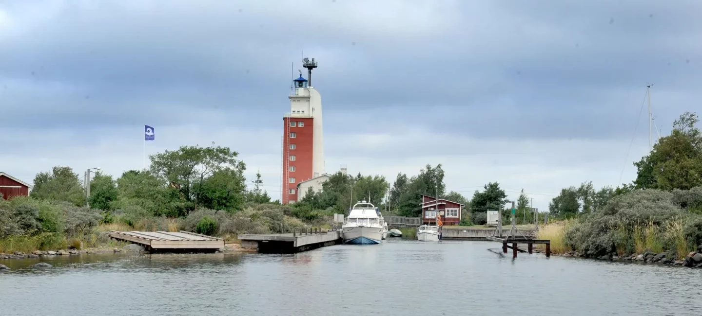 Kylmäpihlaja - Tampuuri